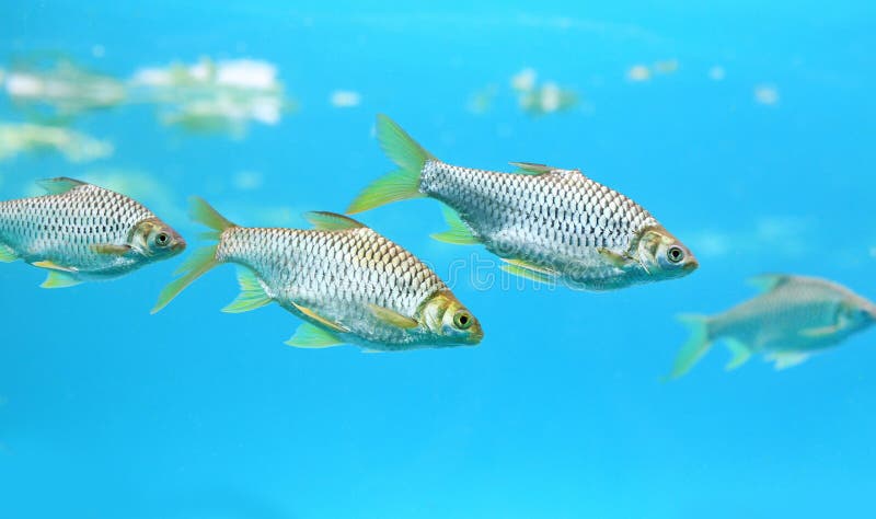 Java barb stock photo. Image of thai, fish, java, cooking - 57582906