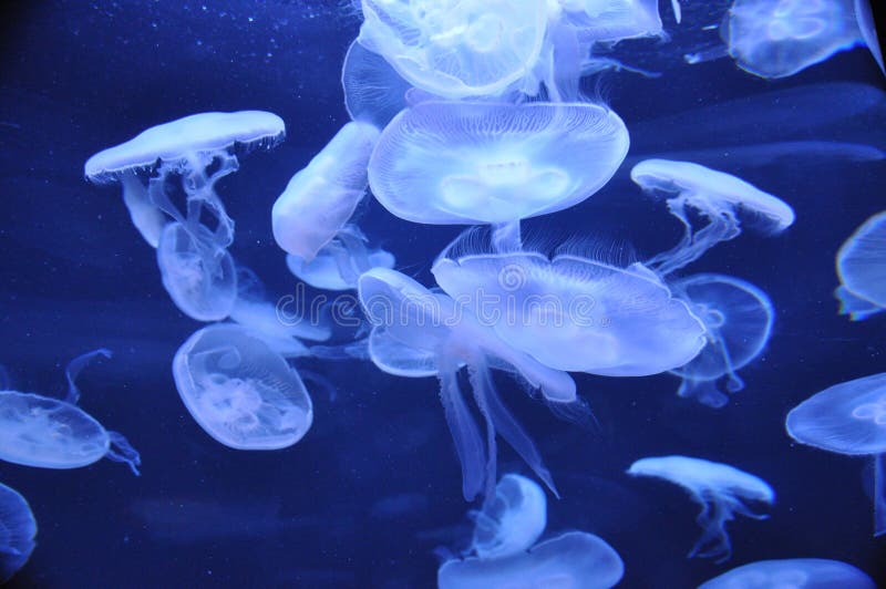 Group of Jellyfish stock image. Image of fish, underwater - 14898637