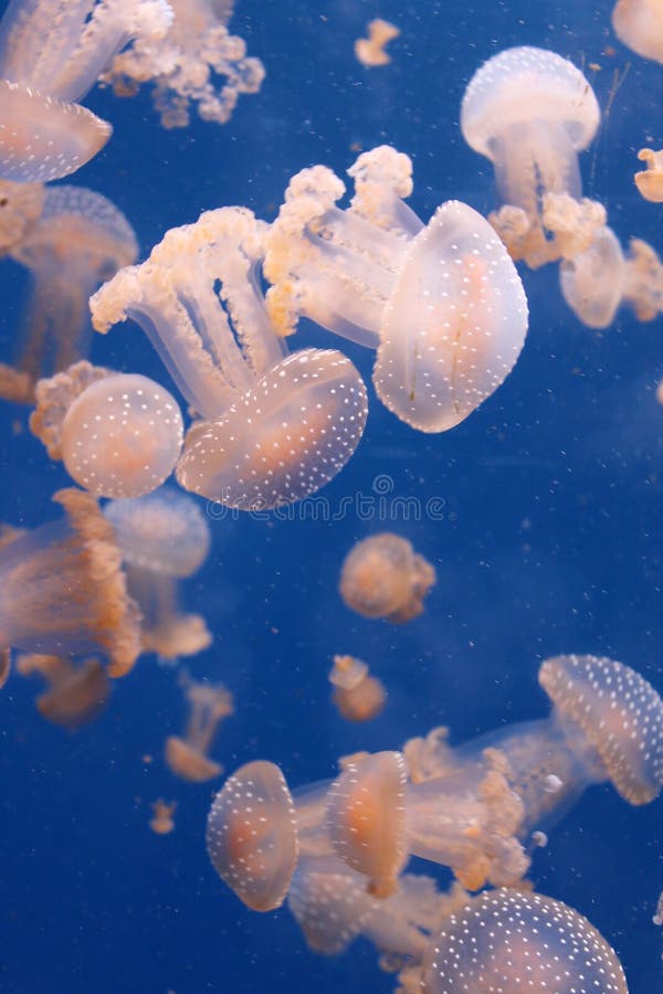 Group jellyfish stock photo. Image of creature, aquatic - 48028096