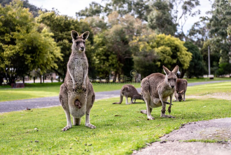 Group of Kangaroos on a Grass in the Park Stock Image - Image of wild ...