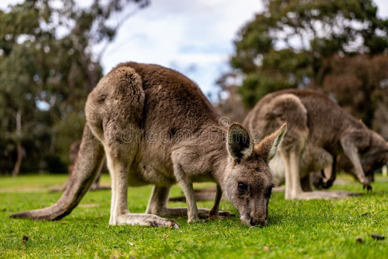 Group of Kangaroos on a Grass in the Park Stock Image - Image of ...