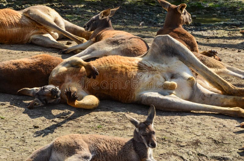 A Group of Kangaroos are Resting Lying on the Ground in Different ...