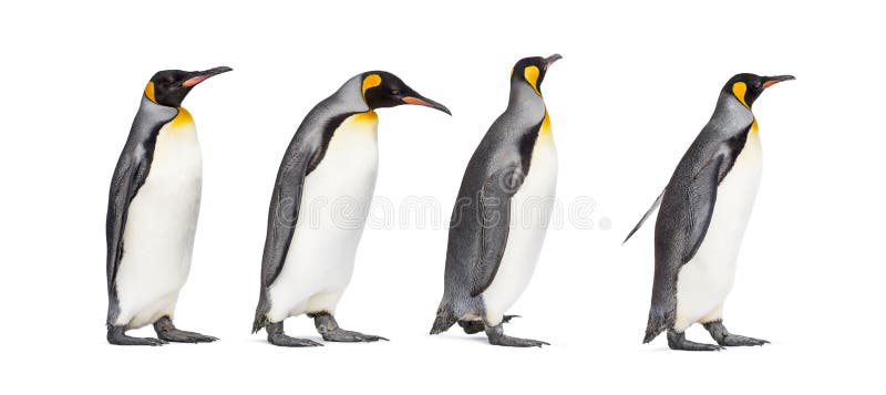 Group of King Penguins Walking in a Row, Isolated Stock Photo - Image ...