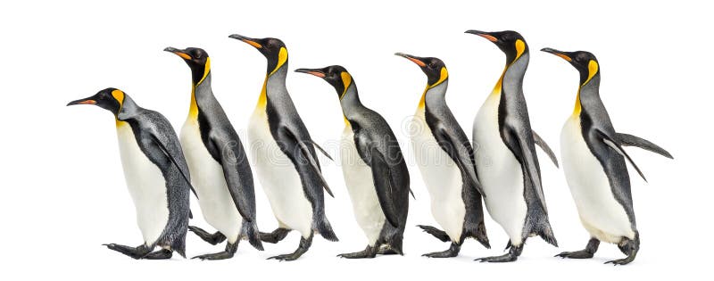 King Penguins Walking in a Row, Isolated Stock Photo - Image of wild ...