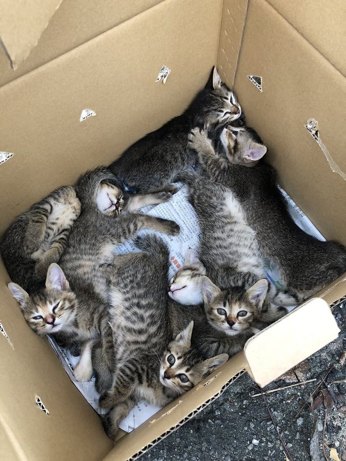 The Group of Kittens in the Box Stock Image - Image of carnivore ...