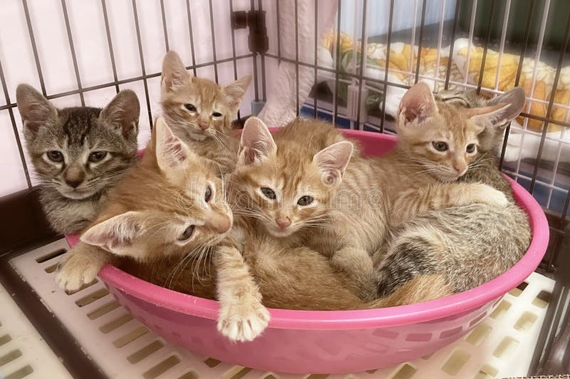A Group of Kittens on the Nest. Stock Image - Image of young, nature ...