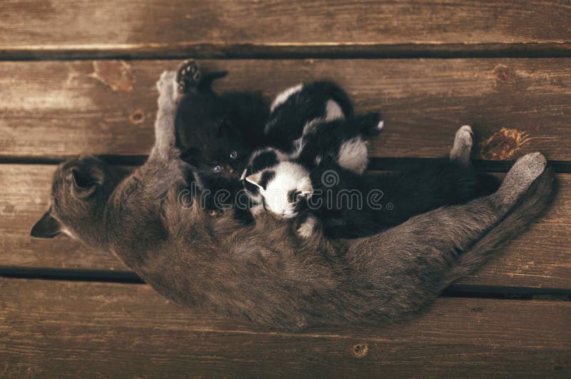Group of Kittens Playing on a Bench Stock Image - Image of mischievous ...