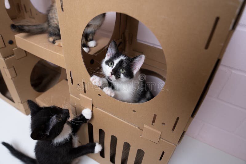 Group of Kittens Playing with Cardboard Boxes Stock Photo - Image of ...