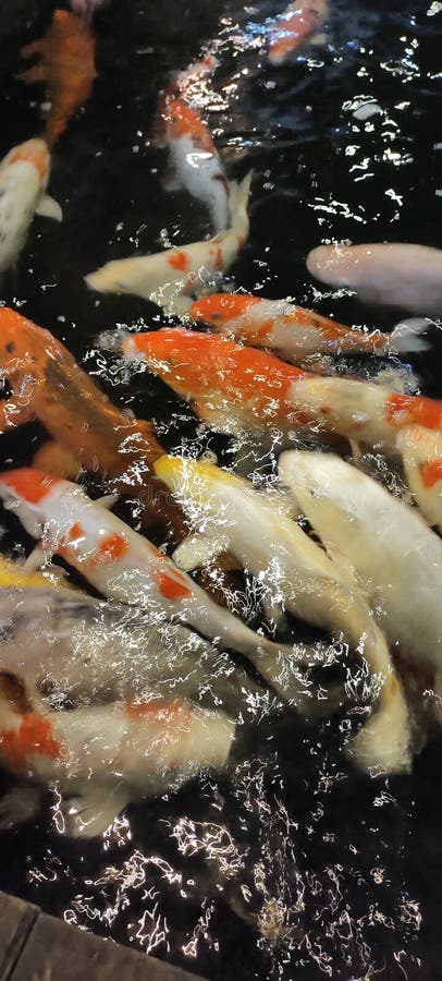 A Group of Koi Fish in a Cool Water Pool Stock Image - Image of pool ...