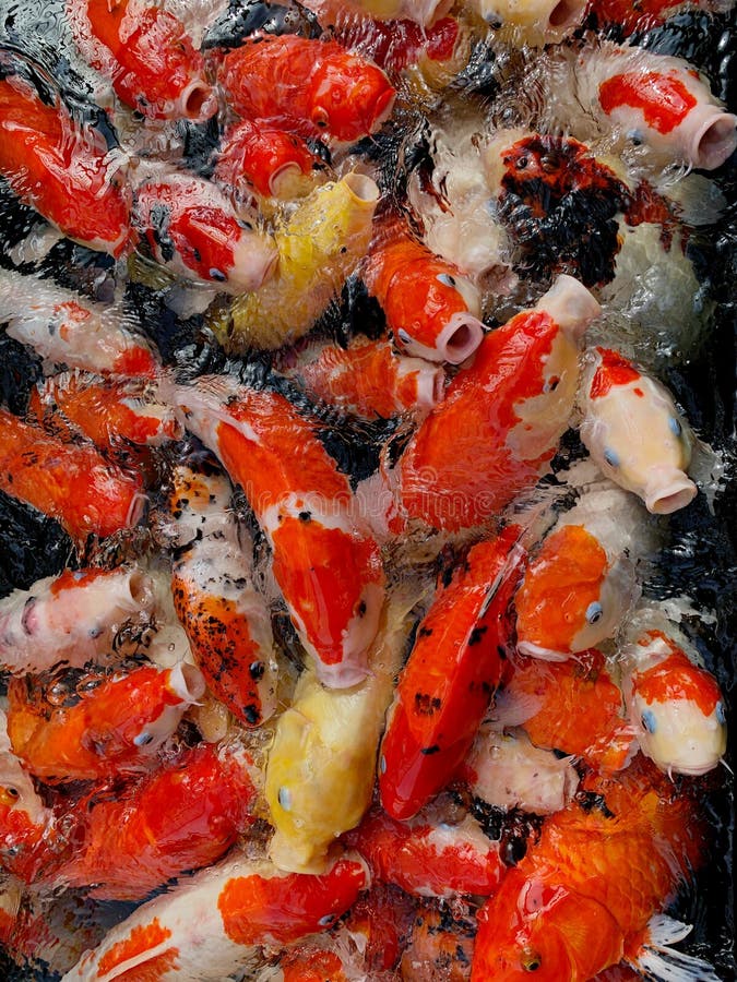 A Group of Koi Fish Fighting for Food in a Fish Pond. Stock Image ...