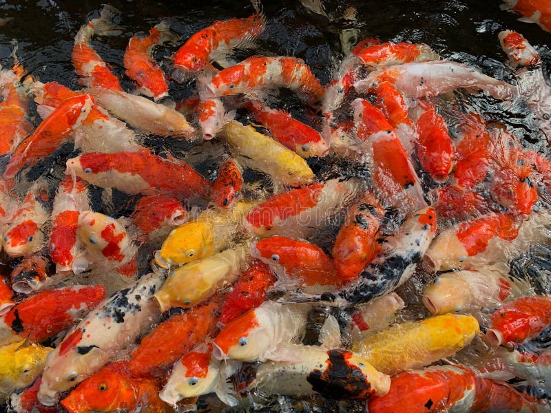 A Group of Koi Fish Fighting for Food in a Fish Pond. Koi Fish Stock ...