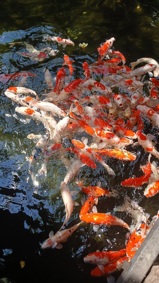 A Group of Koi Fish are Fighting Over Food Stock Photo - Image of food ...