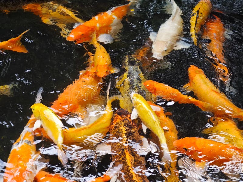 A Group of Koi Fish are Fighting Over Food Stock Photo - Image of ...