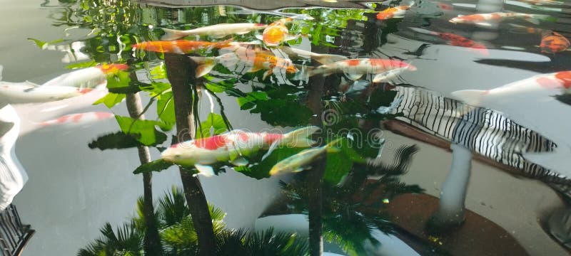 A Group of Koi Fish in the Indoor Pool Stock Photo - Image of pond ...