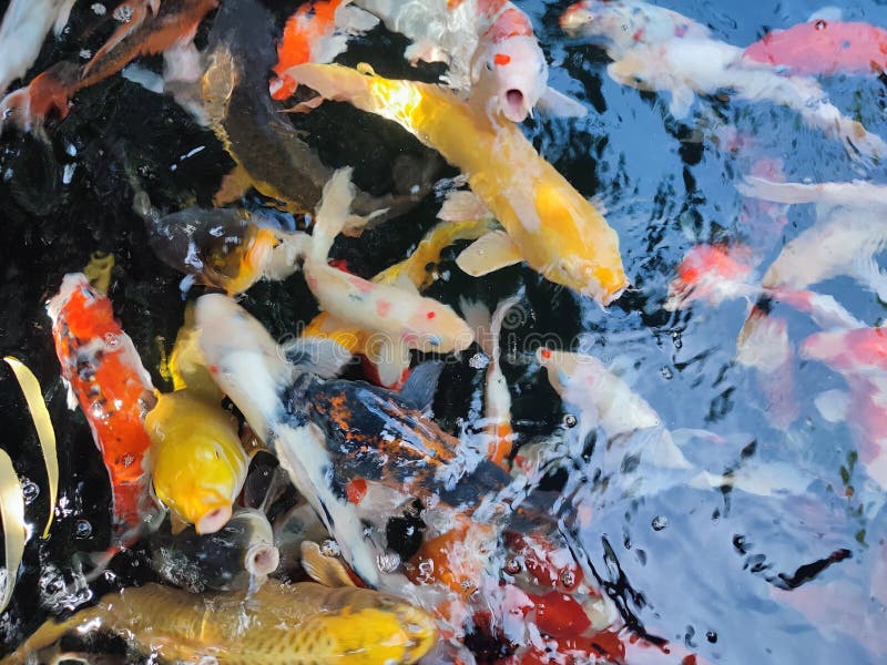 A Group of Koi Fish Playing in the Pond Stock Photo - Image of group ...