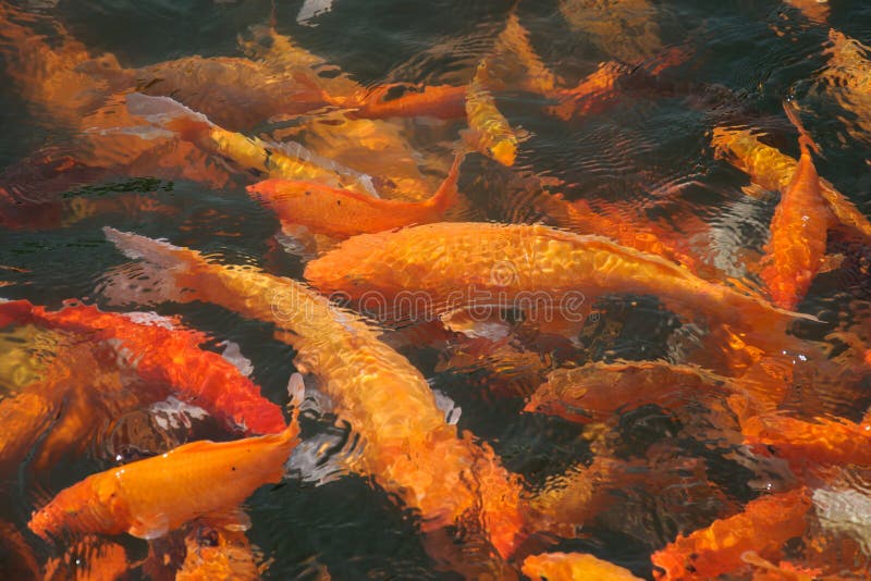 A group of koi fish stock image. Image of group, water - 31059409