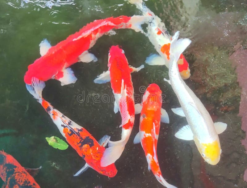 A Group of Koi Fish Swimming in a Pond. Stock Photo - Image of ...