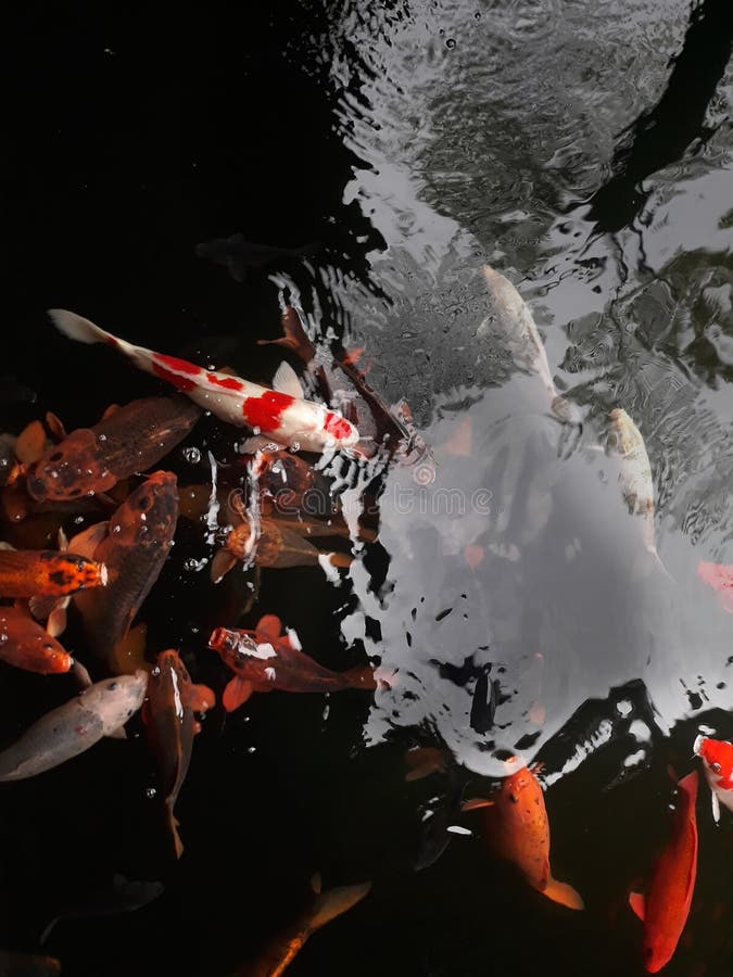 A Group of Koi Fish Swimming in the Fish Pond Stock Image - Image of ...