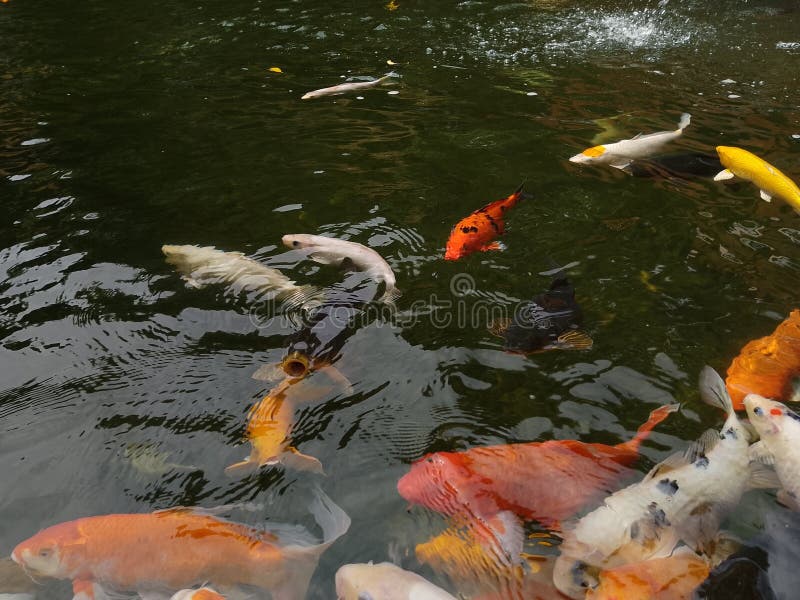 A Group of Koi Fish with Various Colors and Beautiful Patterns are ...