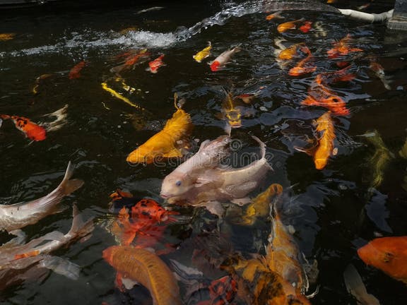 A Group of Koi Fish with Various Colors and Beautiful Patterns are ...