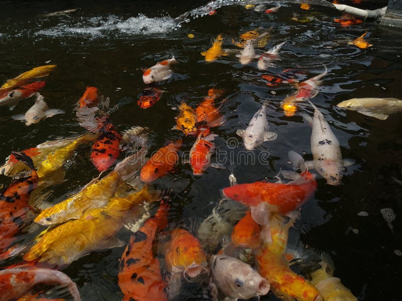 A Group of Koi Fish with Various Colors and Beautiful Patterns are ...