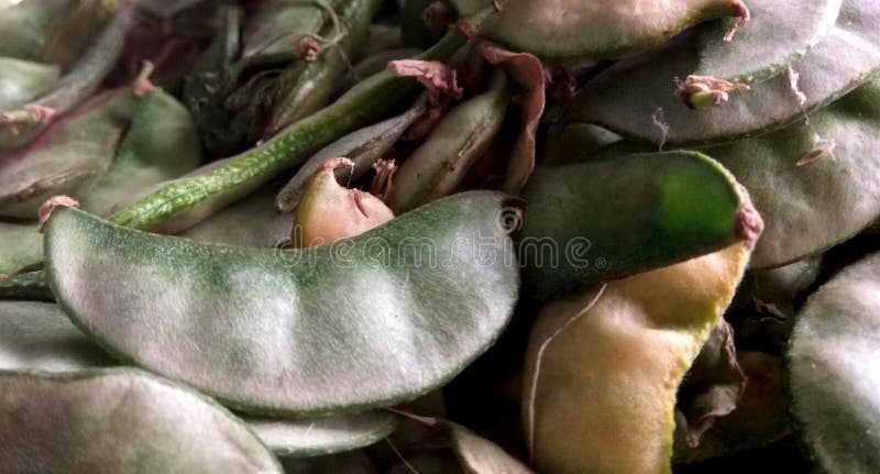 Group of lablab vegetable stock image. Image of bean - 113254381