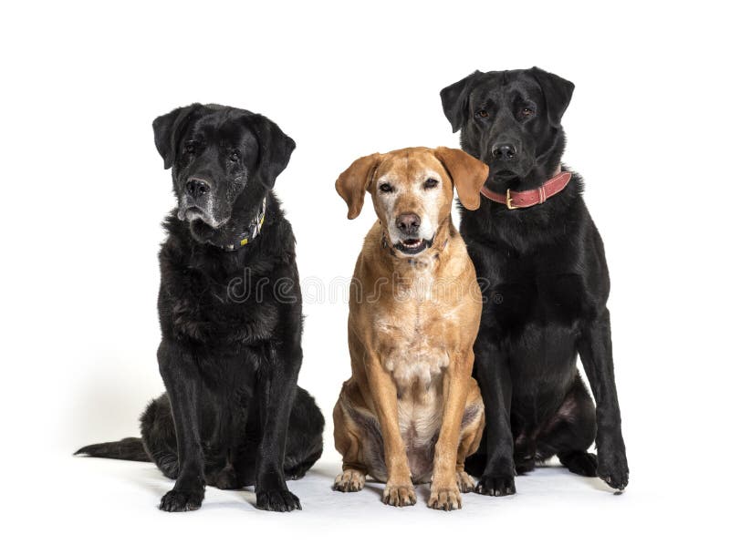 Group of Labrador Retriever Dogs, Isolated Stock Photo - Image of group ...