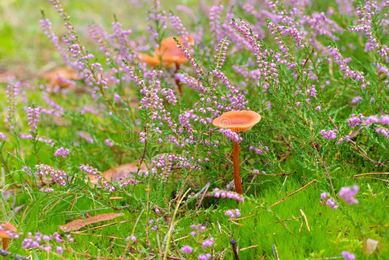 Proxima Group Colors Stock Photos - Free & Royalty-Free Stock Photos ...