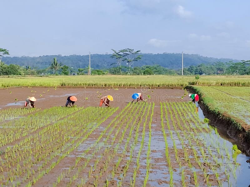 A Group of Lady Farmers Planting Rice Editorial Stock Image - Image of ...