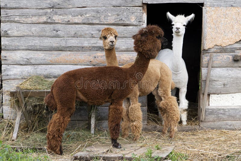 A Group of Lamas in Front of Their Barn Stock Image - Image of ...