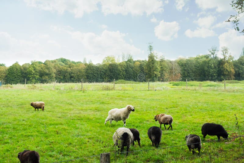 Group of Lamb Eating Green Grass Stock Photo - Image of walking, green ...