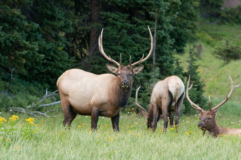 A group of large bull elk stock image. Image of meadow - 28070743