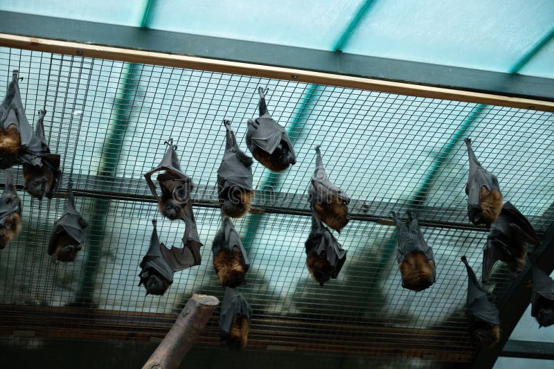 A Group of Large Flying Foxes Sleep on a Net in a Zoo Stock Photo ...