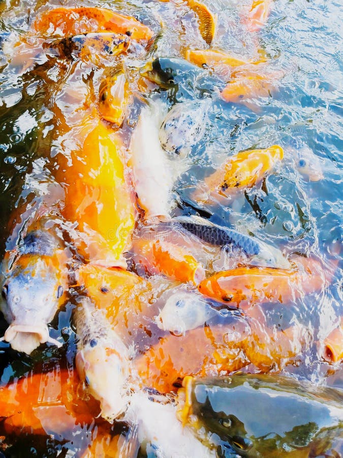 A Group of Large Goldfish Being Fed by the Pond Stock Photo - Image of ...