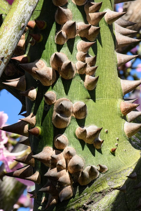 Bunch of Large Thorns on Tree Trunk Stock Photo - Image of sharp ...