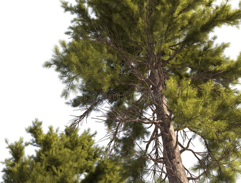 Group of Large-sized Pine Trees Stock Image - Image of forest, summer ...