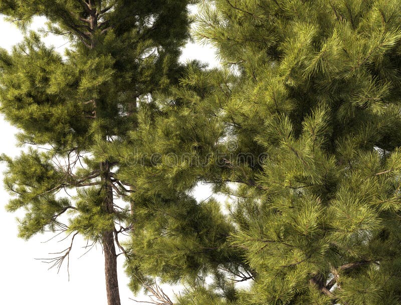 Group of Large-sized Pine Trees Stock Photo - Image of branches, leaves ...