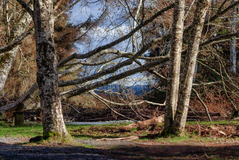 Group of Large Tangled Trees 2 Stock Photo - Image of bark, aged: 111375556