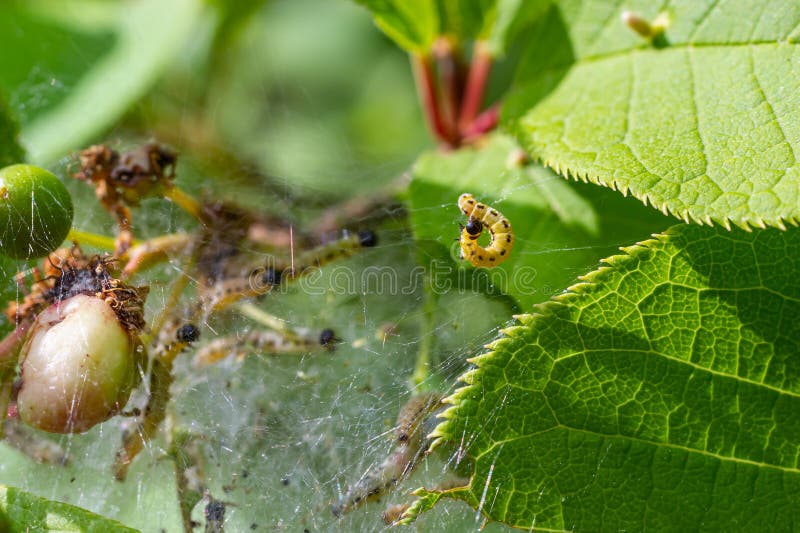 Group of Larvae of Bird-cherry Ermine Yponomeuta Evonymella Pupate in Tightly Packed Communal ...