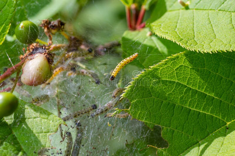 Group of Larvae of Bird-cherry Ermine Yponomeuta Evonymella Pupate in ...