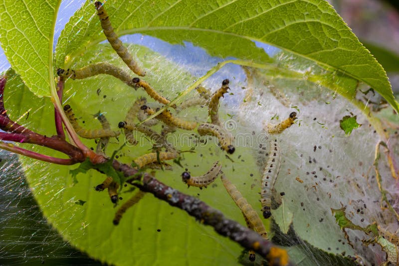 Group of Larvae of Bird-cherry Ermine Yponomeuta Evonymella Pupate in ...