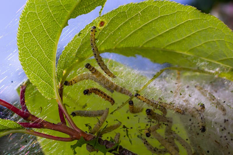 Group of Larvae of Bird-cherry Ermine Yponomeuta Evonymella Pupate in ...