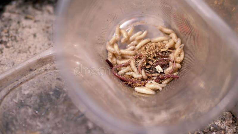 Group of Larvae of White Worms Crawls in a Plastic Cup in the Rays of ...