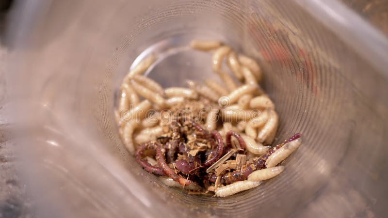 Group of Larvae of White Worms Crawls in a Plastic Cup in the Rays of ...
