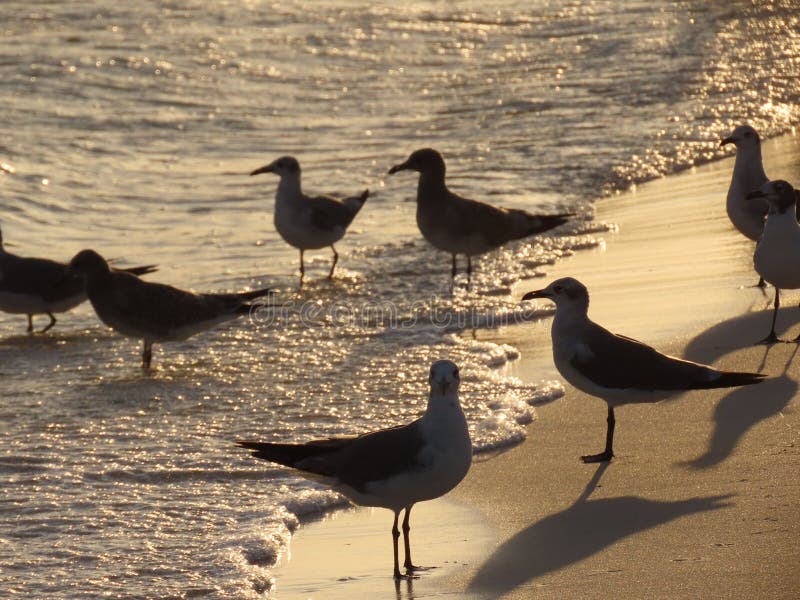 Group of Laughing Gull Standing on Sandy San Diago Beach and in the Sea ...