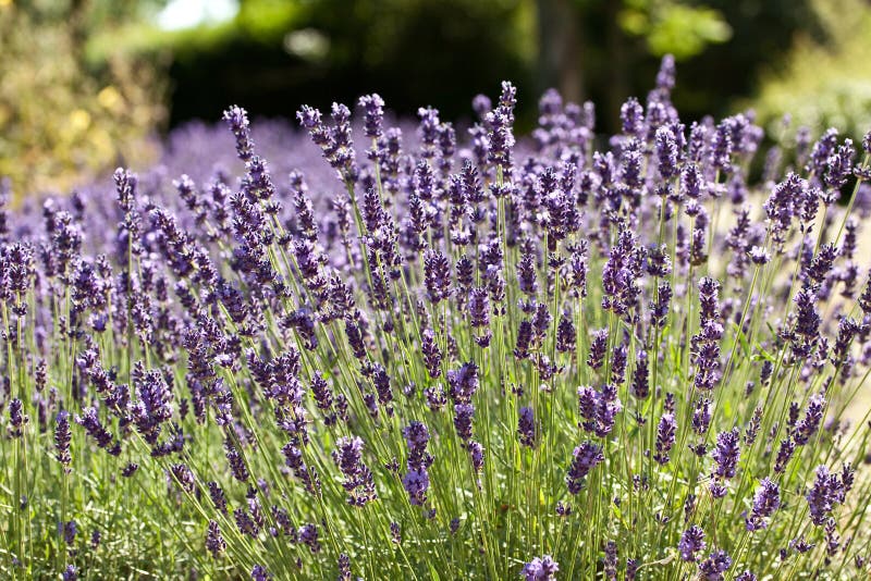 Group of Lavender stock image. Image of aromatic, floral - 45352321