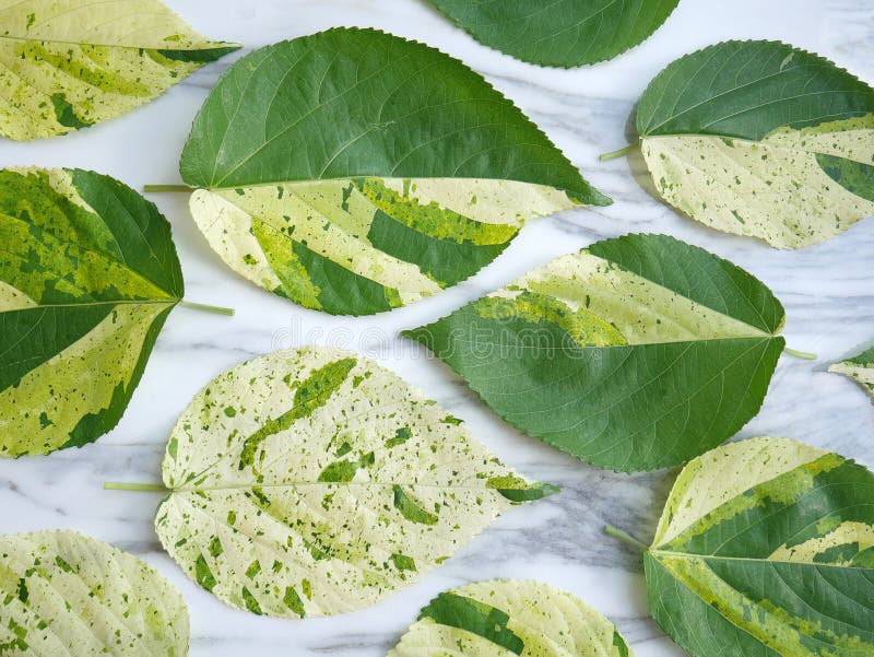 Group of Leaves in a Beautiful Composition Stock Image - Image of ...