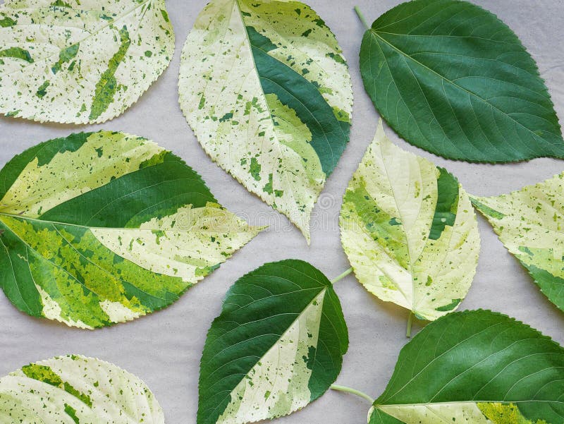 Group of Leaves in a Beautiful Composition Stock Photo - Image of ...