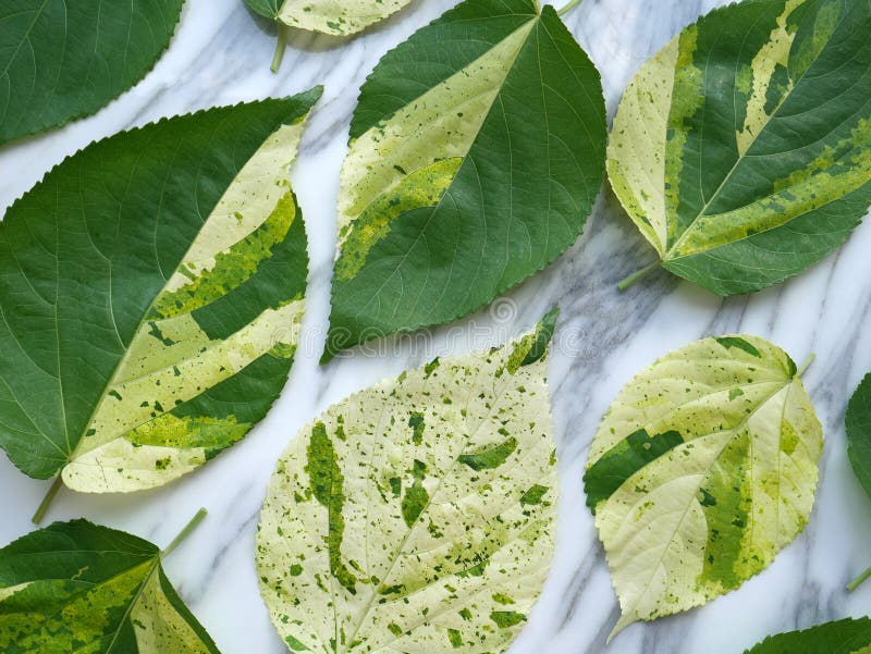 Group of Leaves in a Beautiful Composition Stock Photo - Image of tiny ...