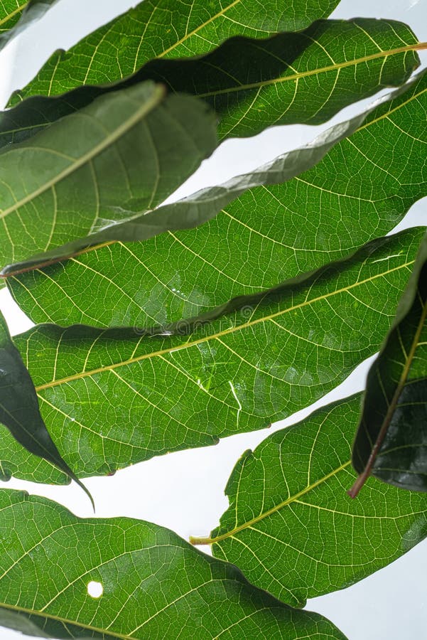 Group of Leaves Texture Close Up Macro Isolated on Why Background Stock ...